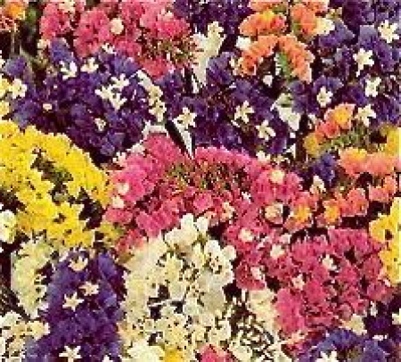 Runåbergs fröer - Blommor