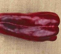 Marconi Rosso, ekofrö - Runåbergs fröer