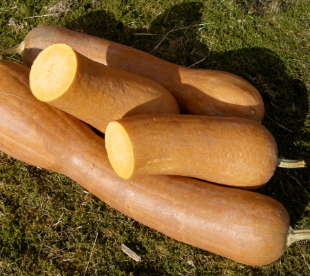 Long de Nice, ekofrö - Runåbergs fröer