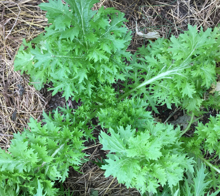 Wasabino, ekofrö - Runåbergs fröer