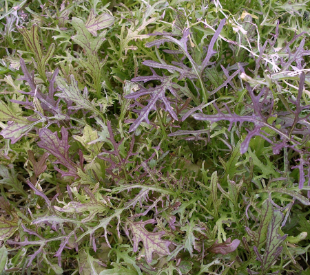 Scarlet Frills, ekofrö - Runåbergs fröer