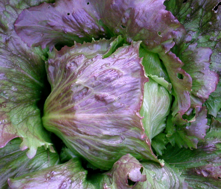 Red Iceberg, ekofrö - Runåbergs fröer